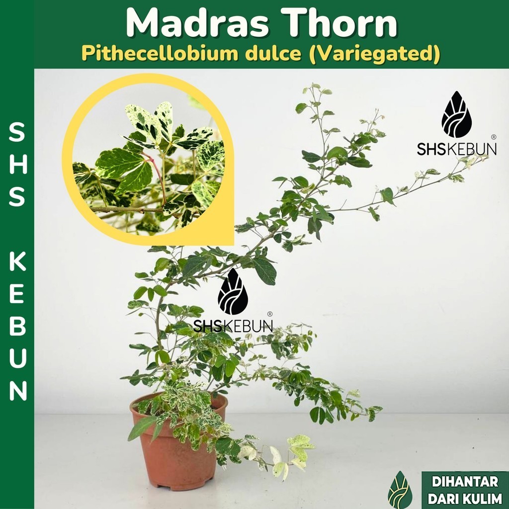 Madras Thorn Manilla Tamarind Variegated Bonsai Pithecellobium dulce ...