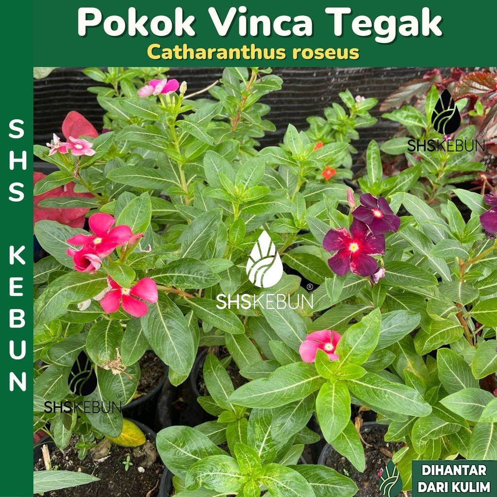 Pokok Vinca Tegak Kemunting Cina Tapak Dara Pokok Bunga Outdoor Plant ...