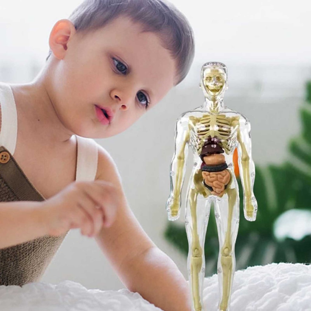 3D Human Body Torso Model Toys Removable Human Body Anatomy Display ...