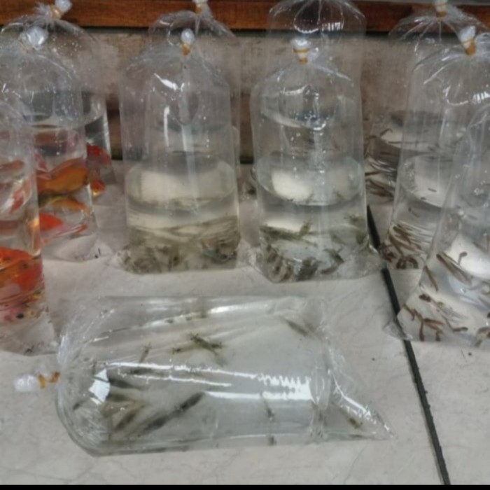 Live freshwater shrimp, fish food, fishing/, fish bait | Shopee Malaysia