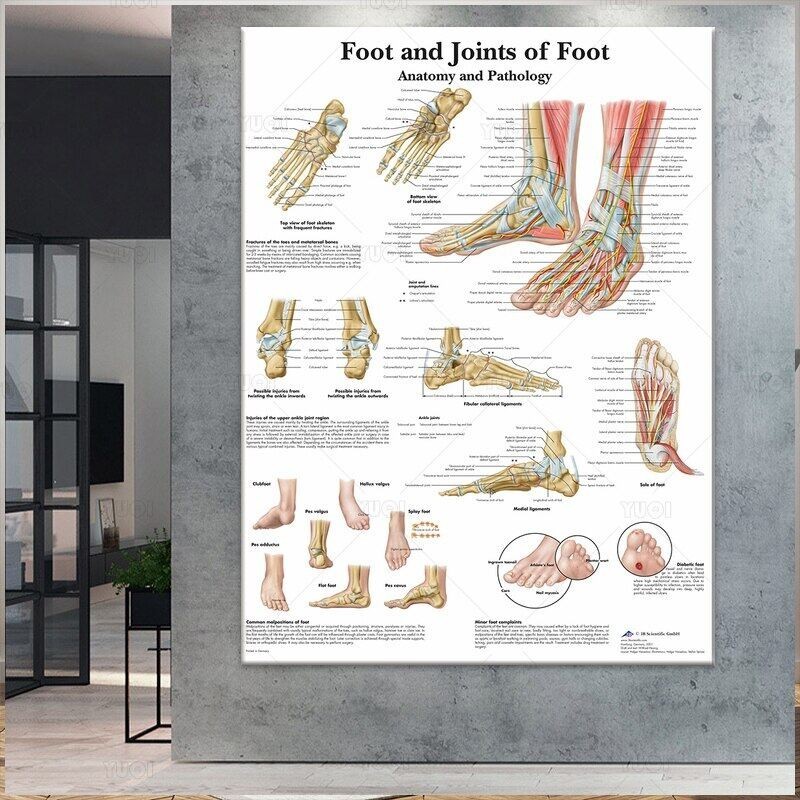 Foot Joints of Foot Chart Anatomy Pathology Poster Wall Pictures For ...