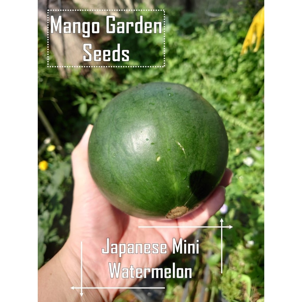 Japanese Mini Watermelon Seed - 2 Seeds *Pot Friendly* Tanam Pasu Mini ...