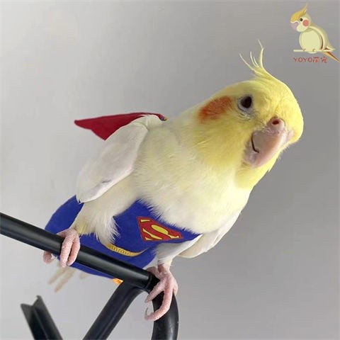 热卖 Parrot Diapers Black Phoenix Birds Use Superman Clothes Three ...