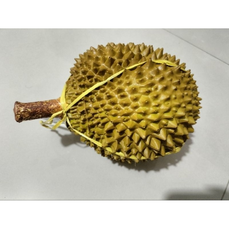Durian TOY RUBBER durian FRUIT SIMILAR TO THE ORIGINAL / rubber durian ...