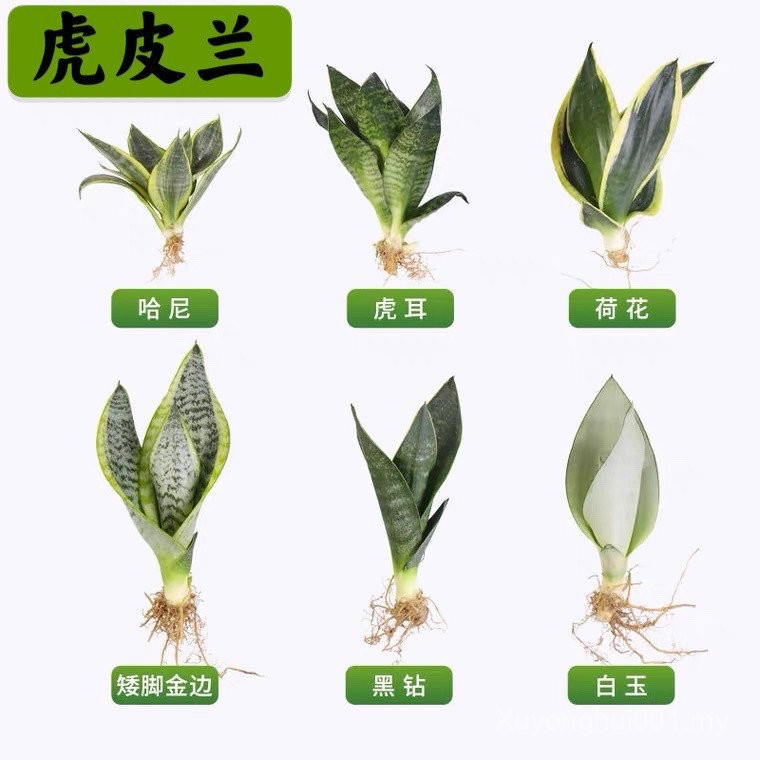 Hydroponic Tiger Pilan Tigertail Orchid Bare Seedling Plant Potted ...