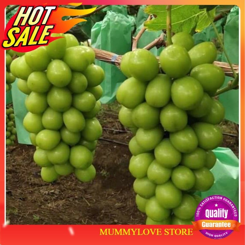 2 Pcs Japan Shine Muscat Grape Seed Biji Benih Anggur Hijau Manis Ready ...
