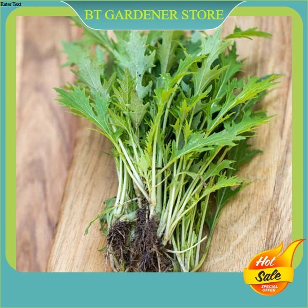 200 Pcs Mizuna Jepun / Japanese Mizuna / 日本水菜 京水菜 Ready Stock Sarawak ...