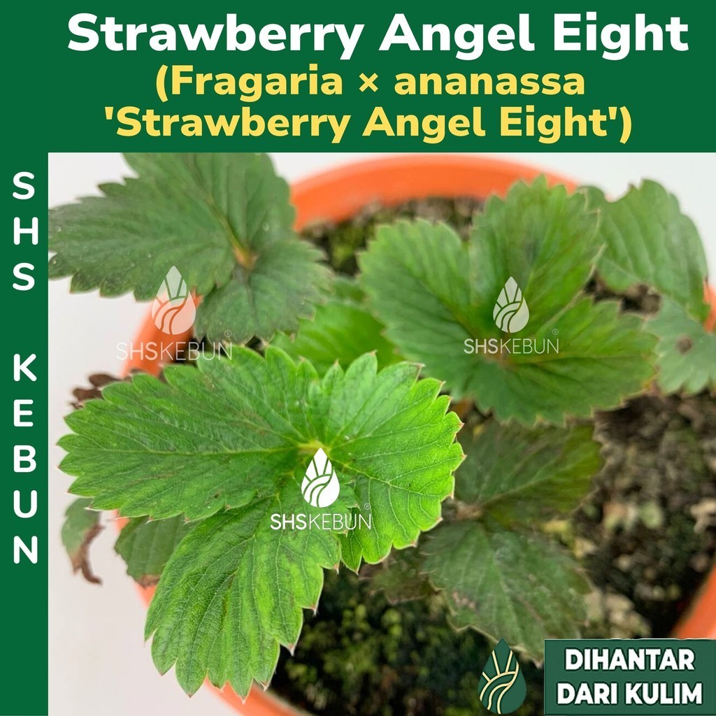 Strawberry Angel 8 Plant Pokok Strawberry Pokok Buah Tumbuhan Hidup ...