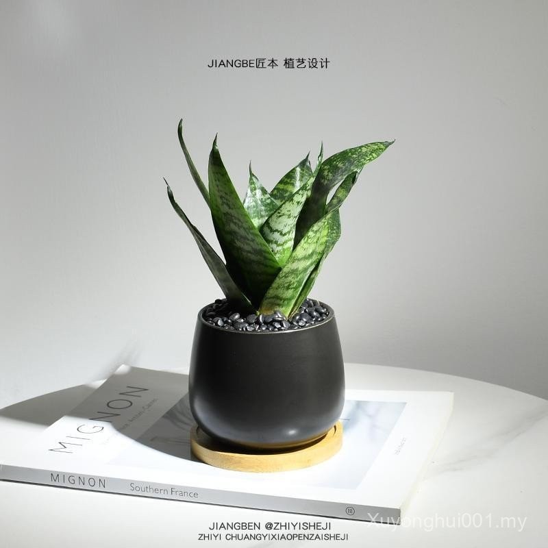 Green Leaf Tiger Pilan Indoor Air Purification Potted Plant Lotus ...