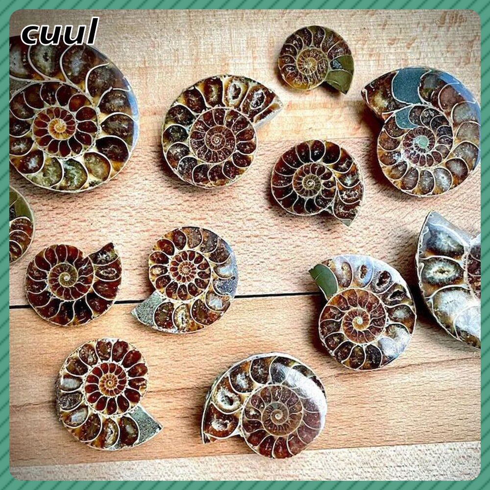 in stock Slice Intricate Handpicked Rare Ammonite Specimen Geological ...