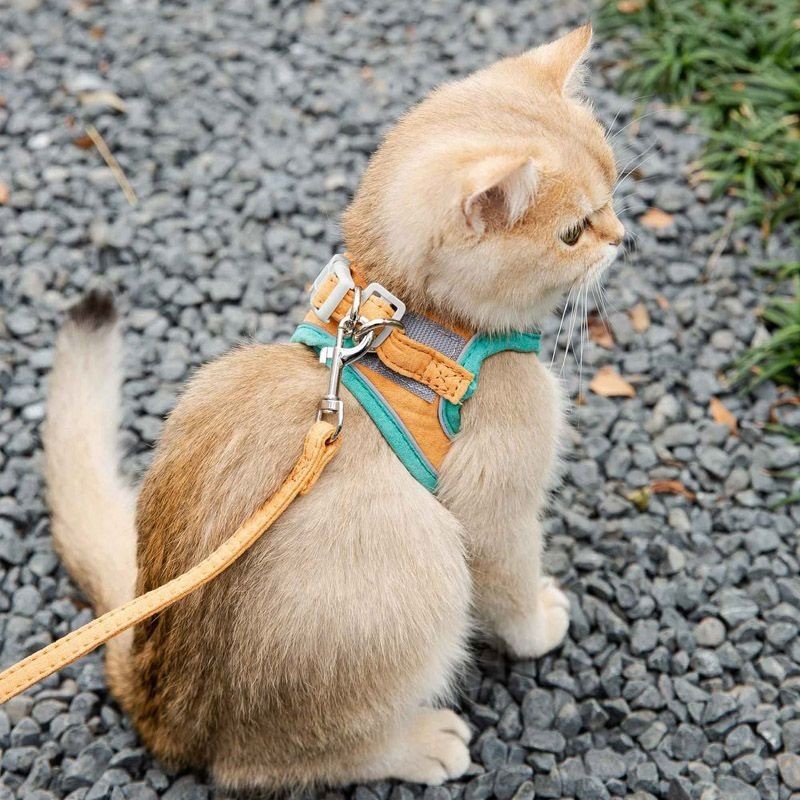 Cat Pulling Rope Anti Breaking Loose Special Cat Walking Dog Chain for ...