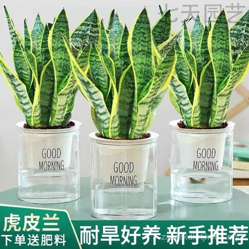 Phnom Penh Tiger Pilan New House Formaldehyde Prevention Radiation ...