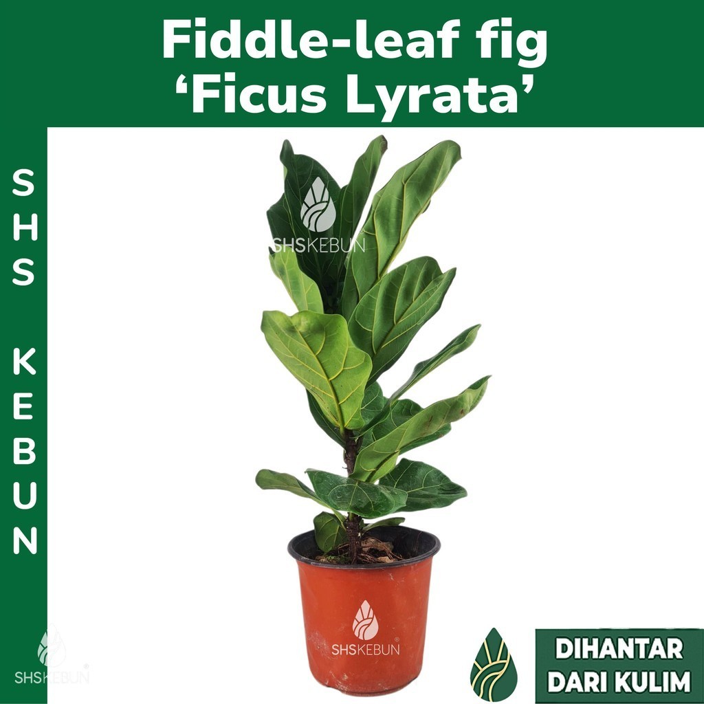 Fiddle Fig 琴叶榕 Pokok Ketapang Ficus Lyrata Daun Ketapang Pokok Ara ...