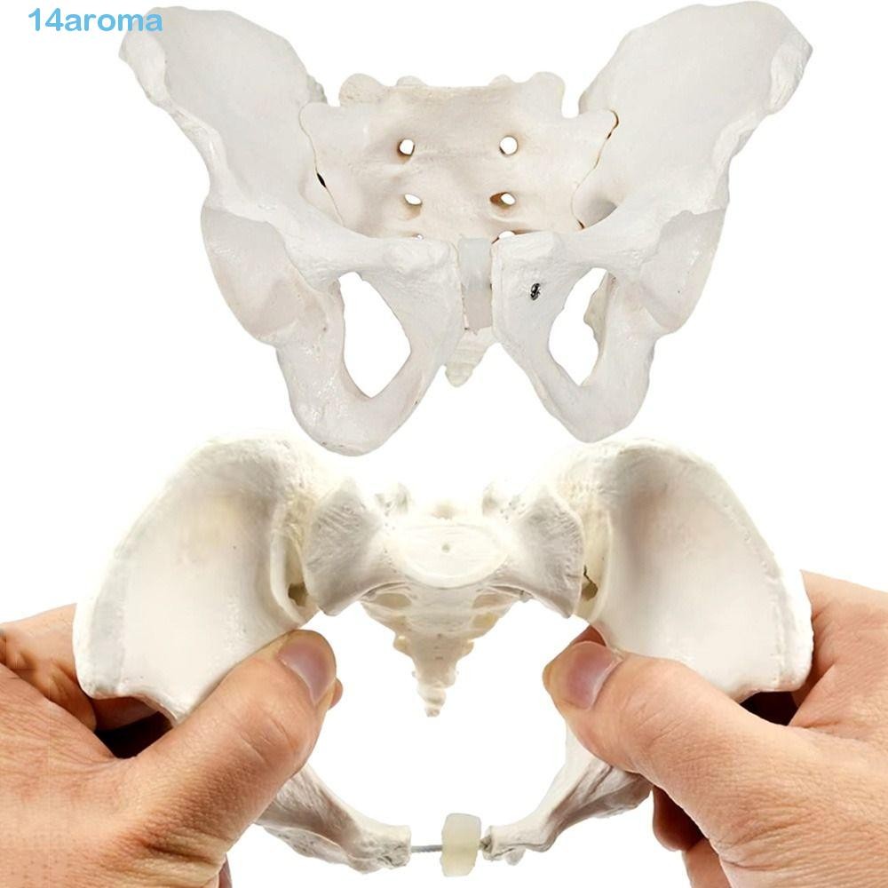 AROMA Mini Pelvis Model, 1:2 Size Pelvis Movable Femur Heads Female ...