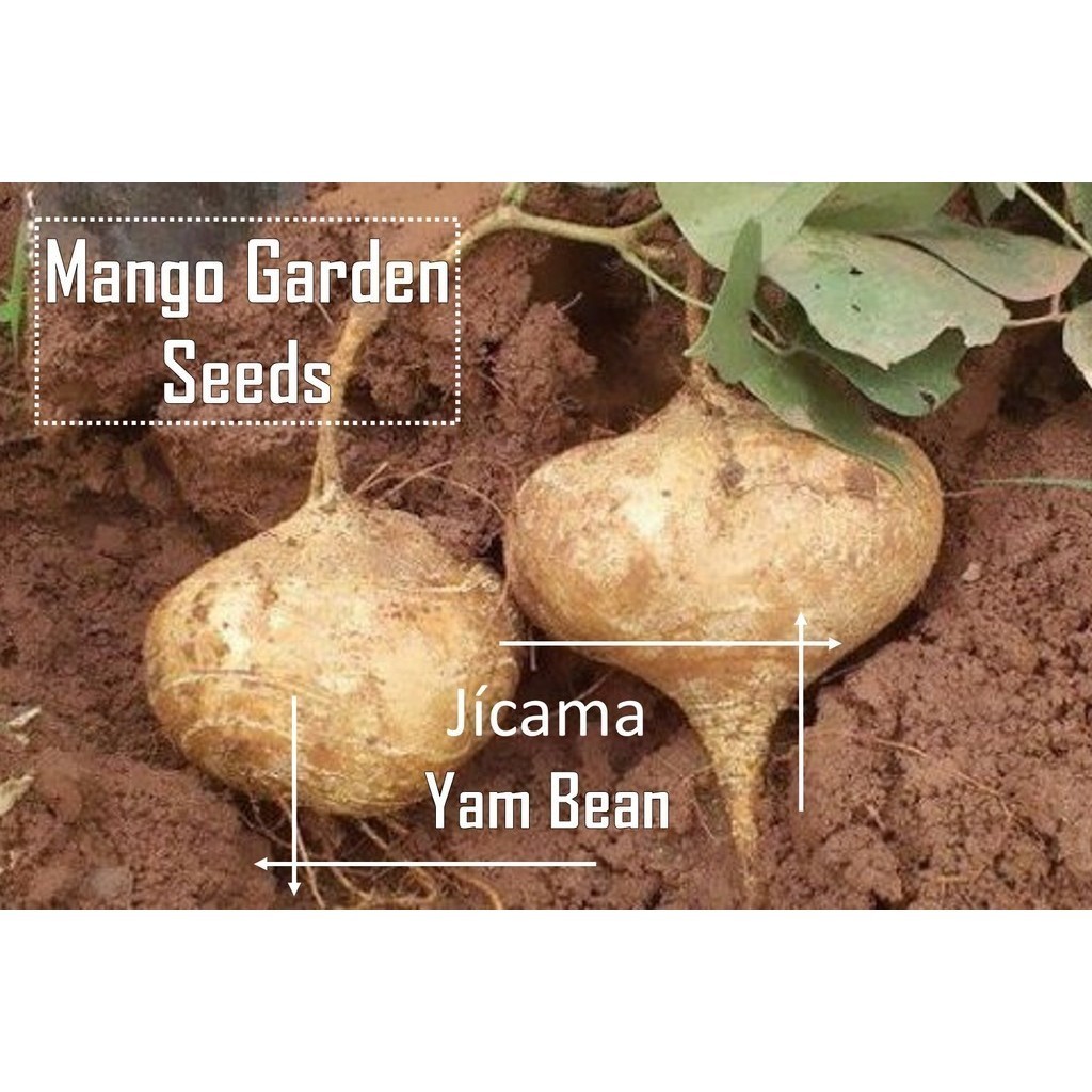 Seng Kuang Yam Bean Seeds - 30 Seed Benih Seng Kuang Jicama - Mango ...
