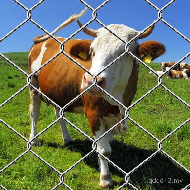 Jaring Dawai Keluli Jaring Dawai Besi Dusun Jala Bunga Jala Ayam Jala ...