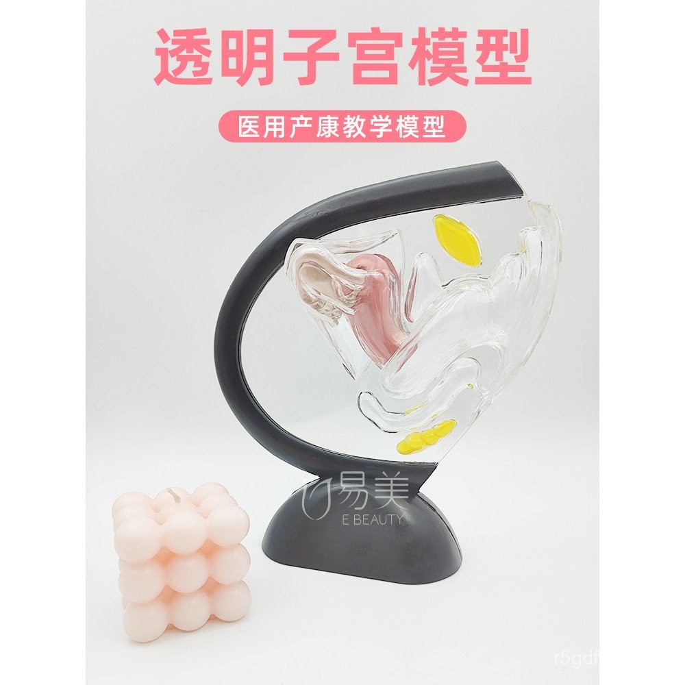 Transparent Transparent Uterus Model Planner Educational Supplies ...