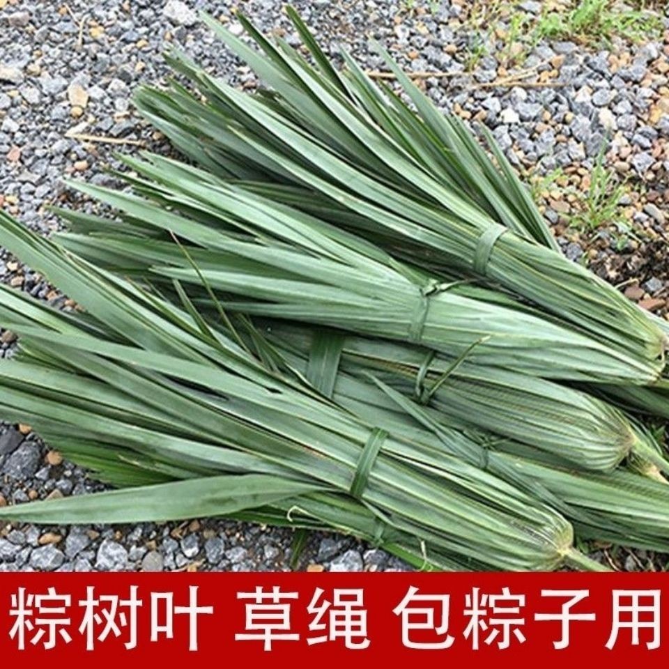 Palm Leaf Grass Rope Farm Dumplings Special Rope Natural Grass Rope ...