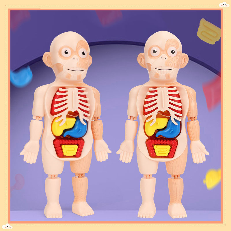 Human Body Anatomy Skeleton Organ DIY STEM Human Body Anatomy Model Kit ...