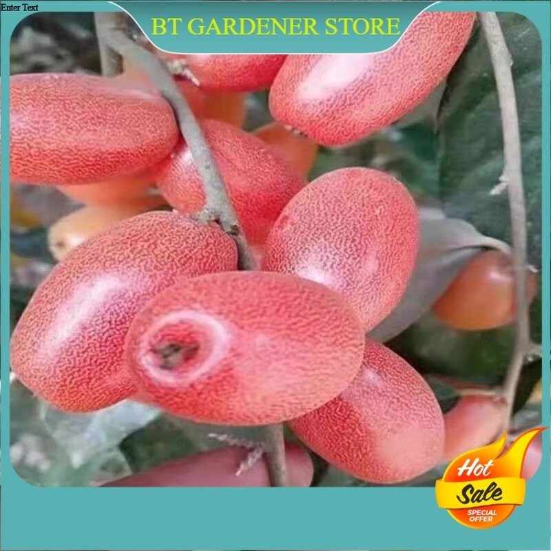 10 Pcs Elaeagnus Conferta Roxb Seeds 羊奶果种子 Ready Stock Sarawak | Shopee ...