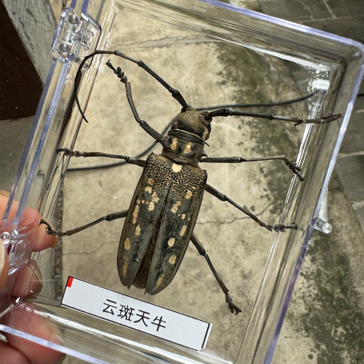 Batocera Lineolata Fixed Posture Specimens Transparent Box Insect ...
