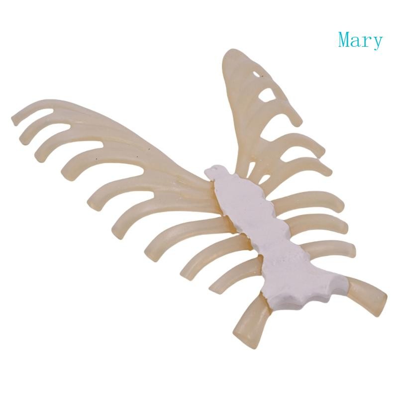 Mary Human Skeleton Anatomical Model Human Sternum Model for Classroom ...