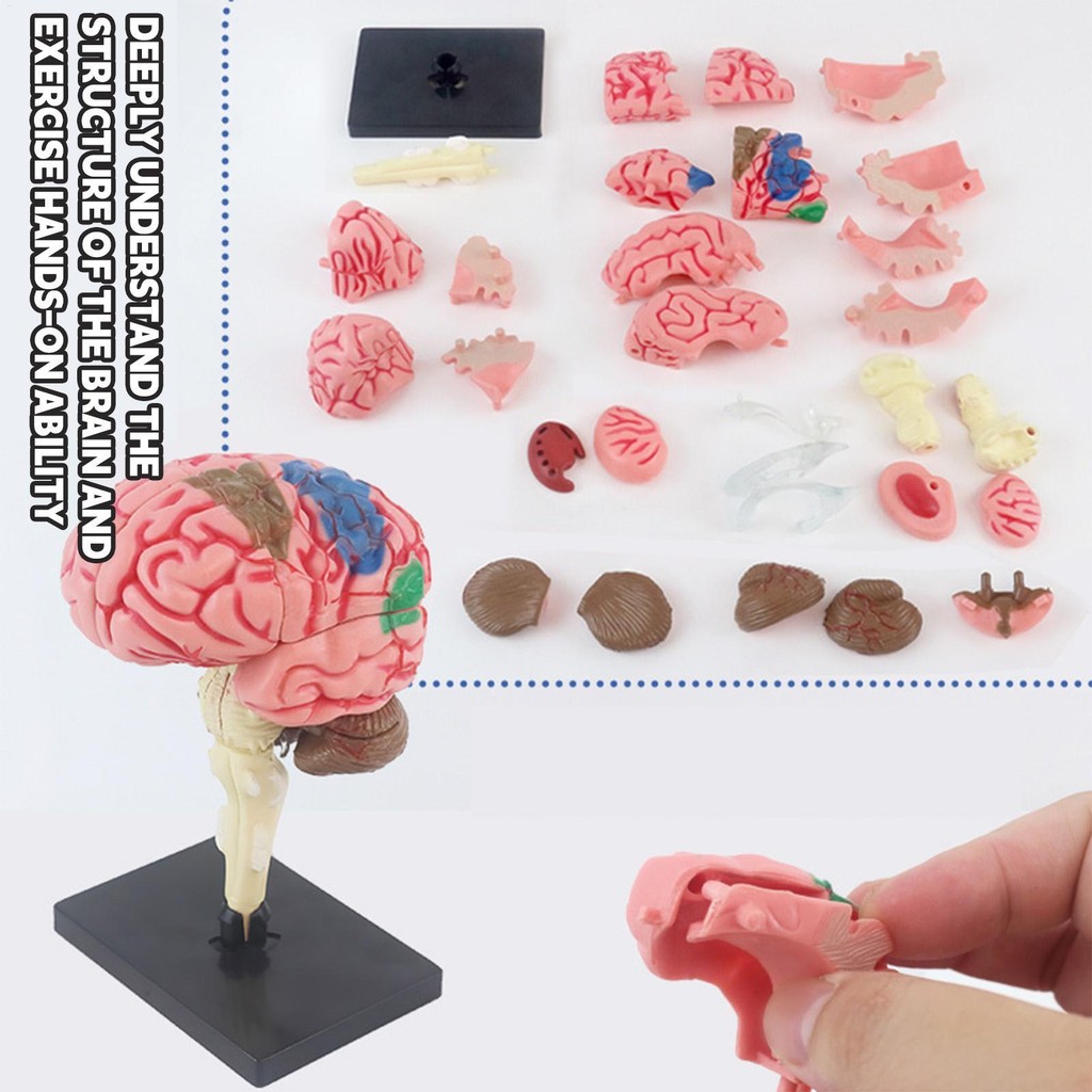Brain Anatomy Model Teaching Brain Model Human Brain Model Nerve ...