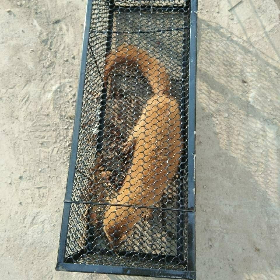 Cat Cat Catching Tool | Shopee Malaysia