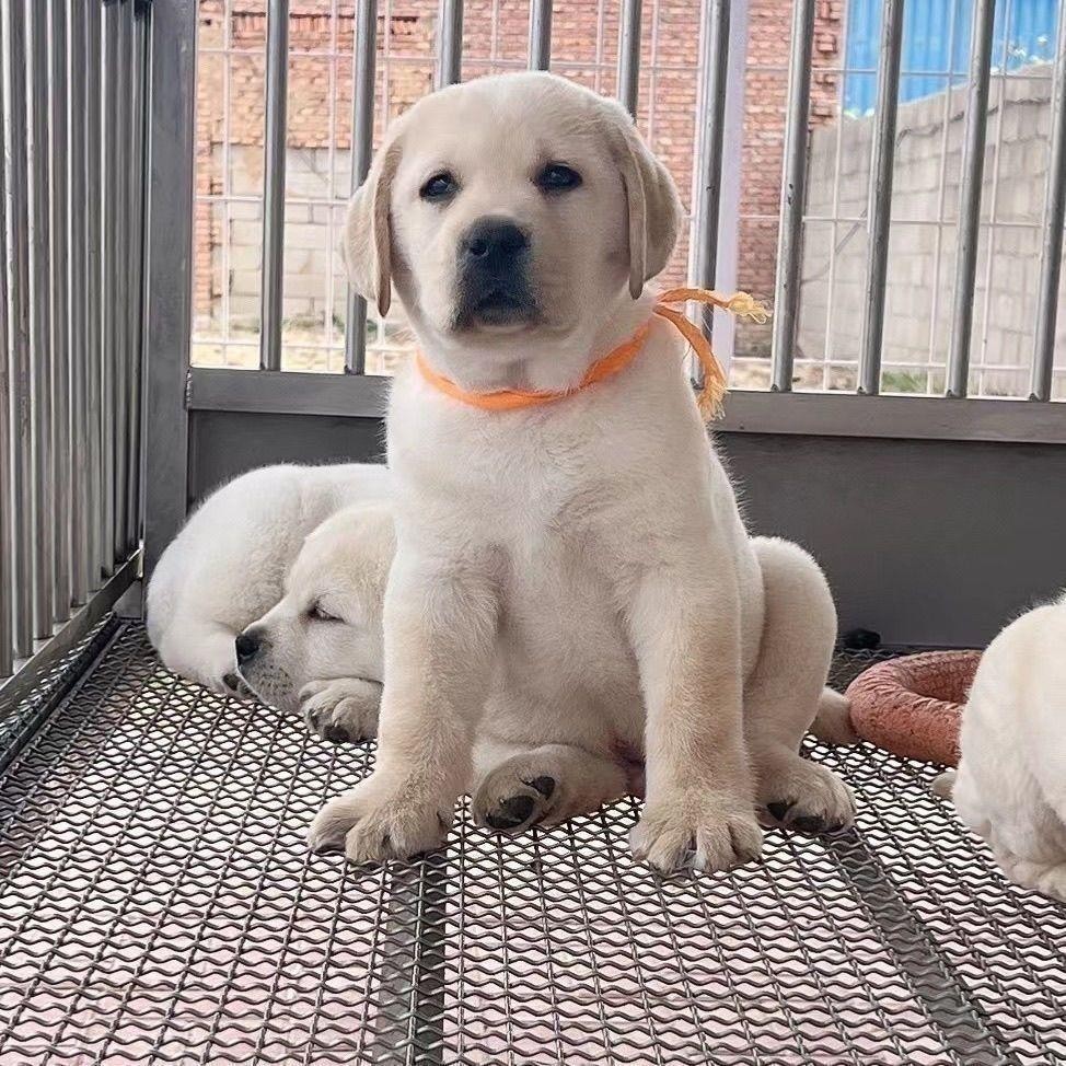 Labrador Retriever Puppy Haiwan Hidup Kuning Versi Kepala Besar Anjing ...