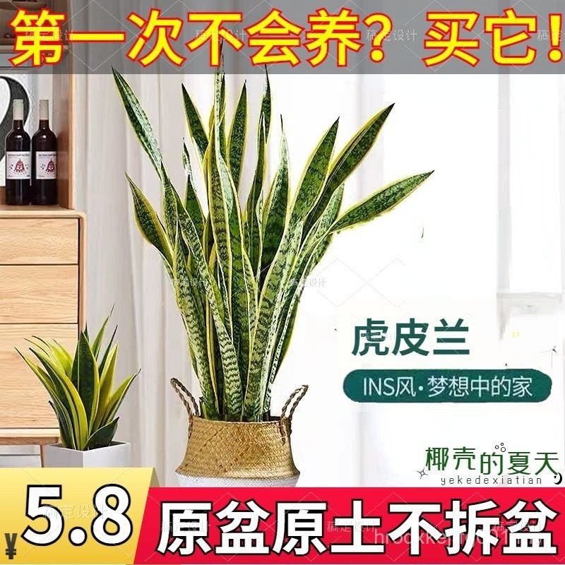 Phnom Penh Tiger Pilan Plant Potted Plant Office Indoor Tigertail ...