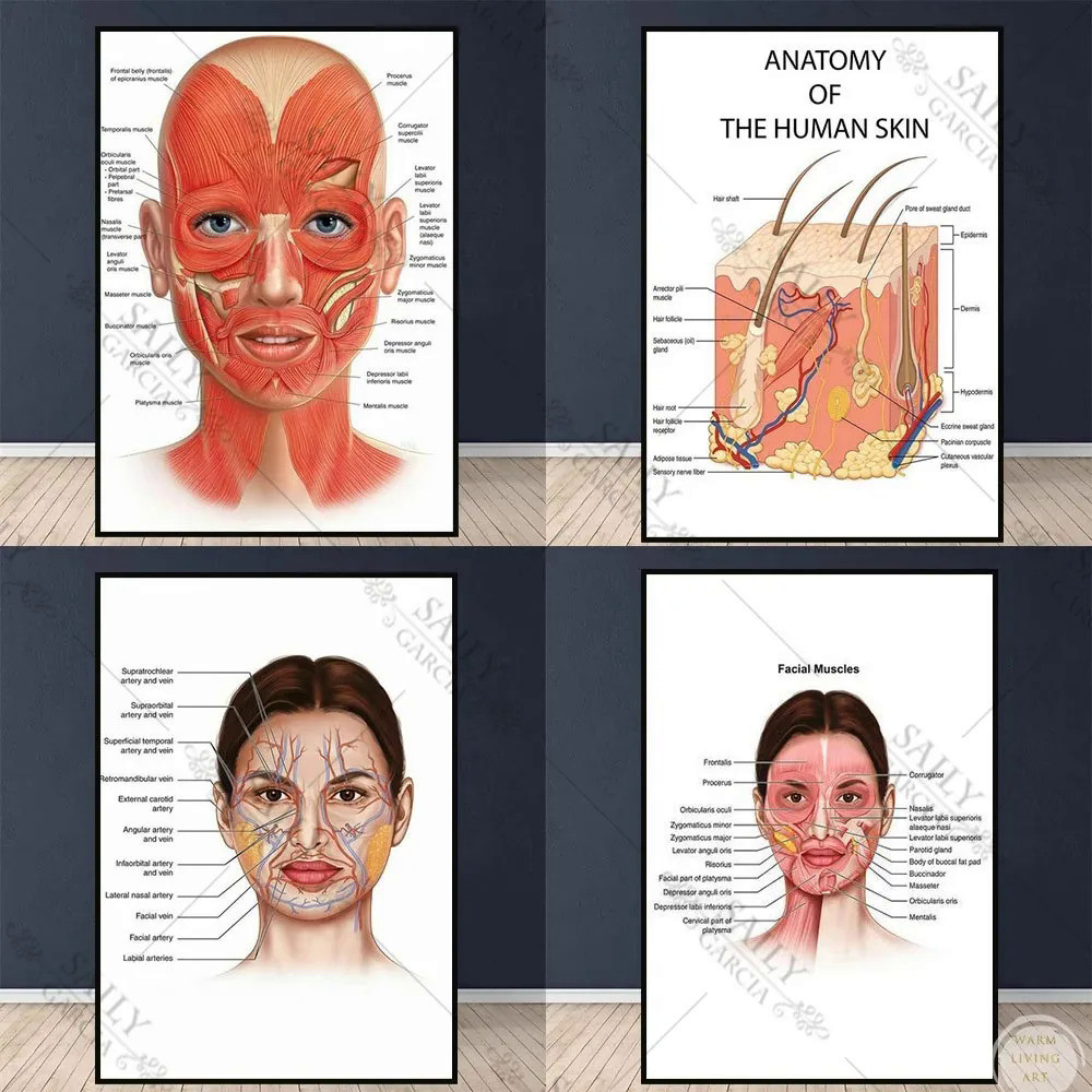Educational Face Anatomy Poster Facial Muscles and Veins Skin Beauty ...