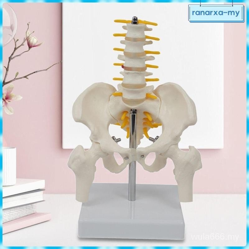 [RanarxaMY] PVC Human Pelvis Skeleton Model with Vertebrae Teaching ...