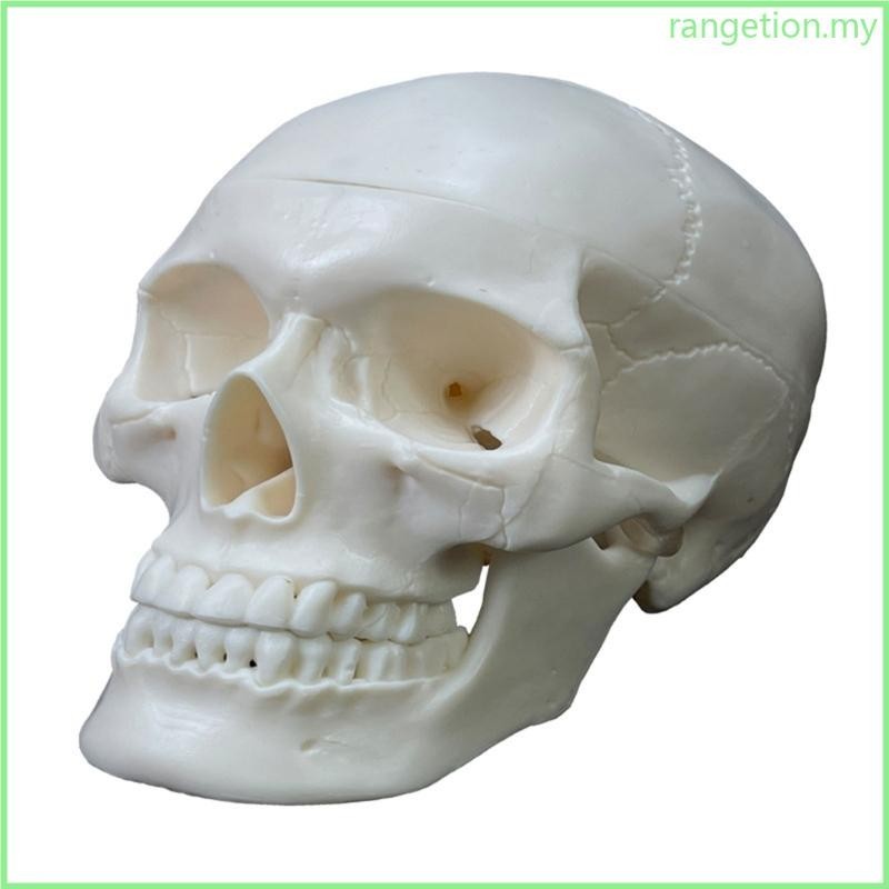 RAN Human Head Skull Anatomical Model 2-Part Anatomical Model for ...