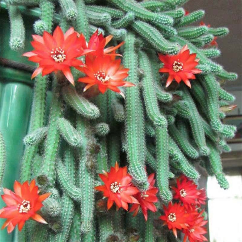 Tumbuhan Sukulen Ulat Berbilang Kepala Kluster Kaktus Cendana Putih ...