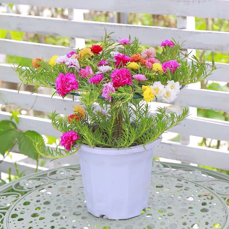 Benih Bunga Ros Jepun Mix Colour/Rose Moss Flower Seed/重瓣松叶牡丹花(混色)/十点花 ...