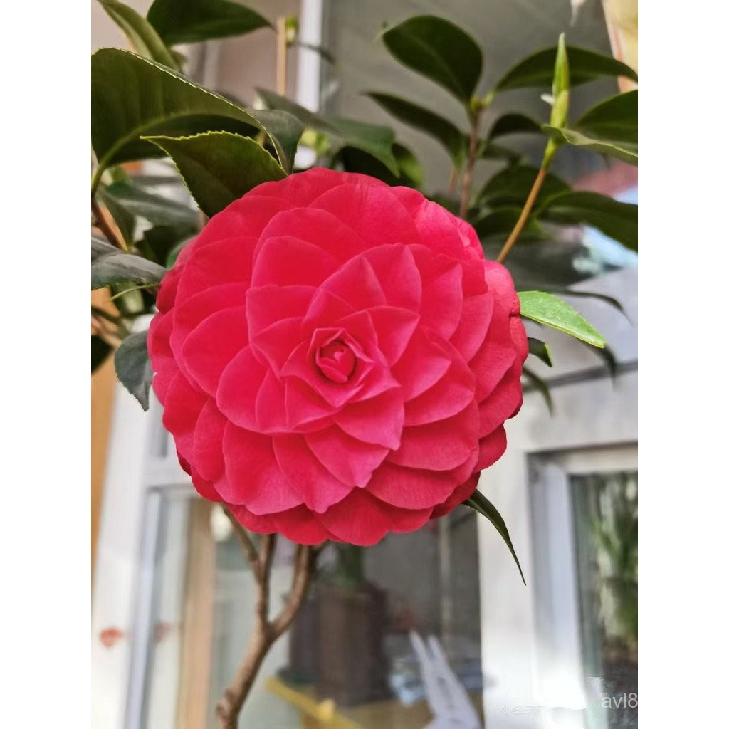 Bunga Kelopak Berganda Berbilang Lapisan Camellia Merah Merah | Shopee ...