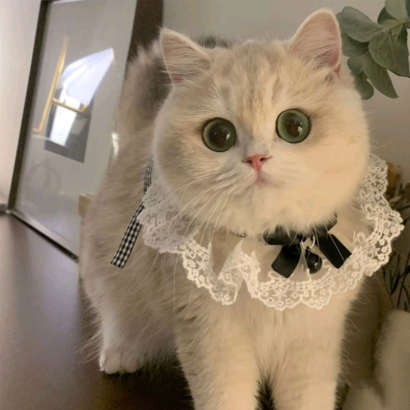 Pet Lace Scarf Collar Towel Bib Necklace for Cats and Dogs Tali Kucing ...