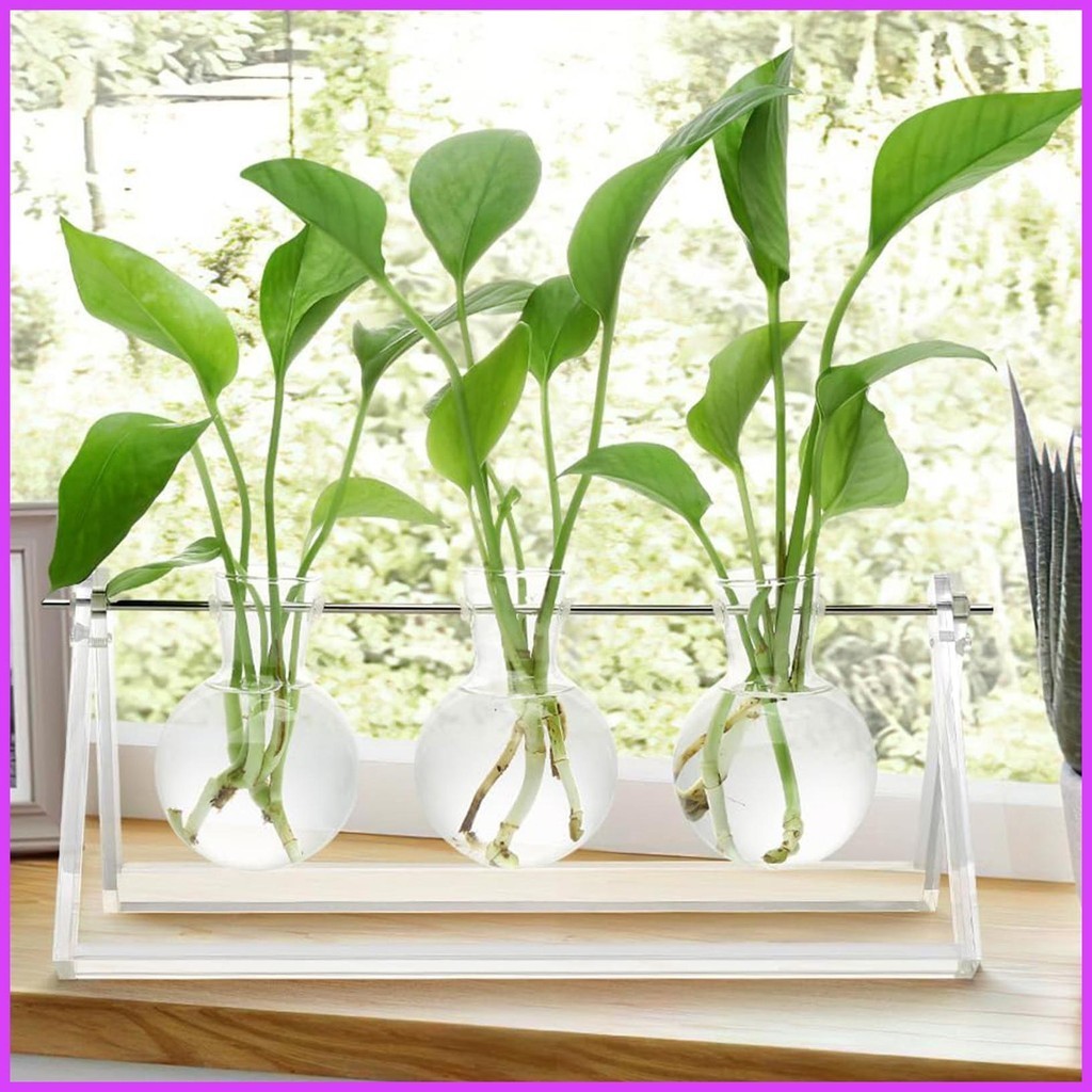 Propagation Vases for Plants Test Tube Hydroponic Rack Propagate Plant ...