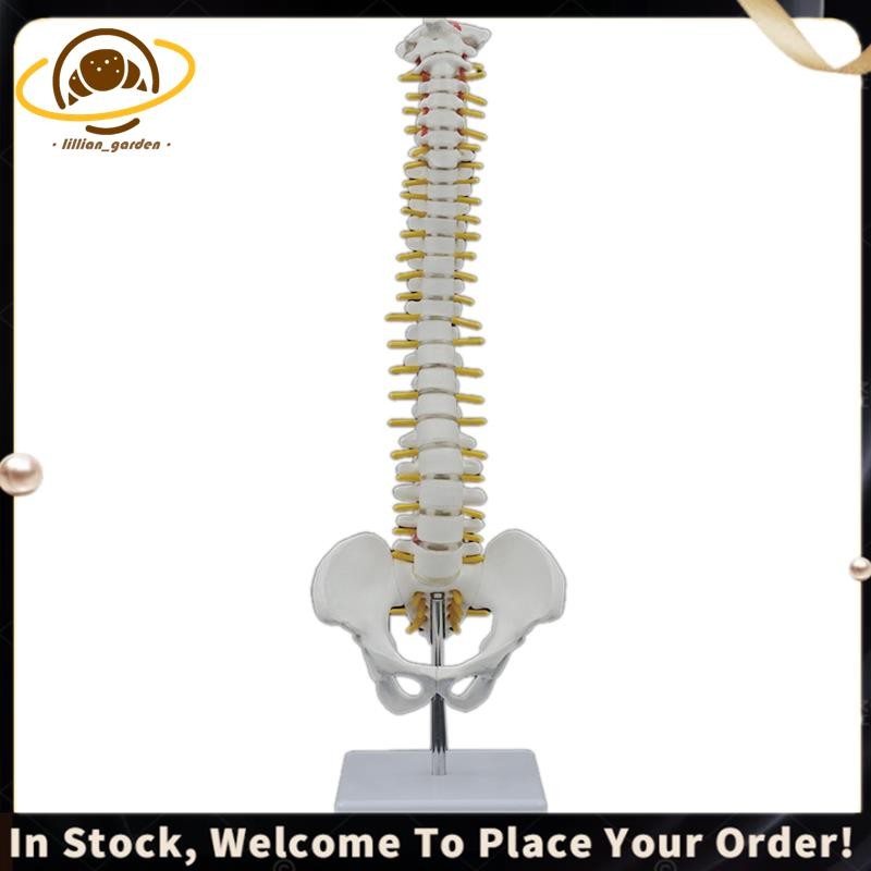 45CM Human Spine with Pelvic Model Human Anatomical Anatomy Spine Model ...