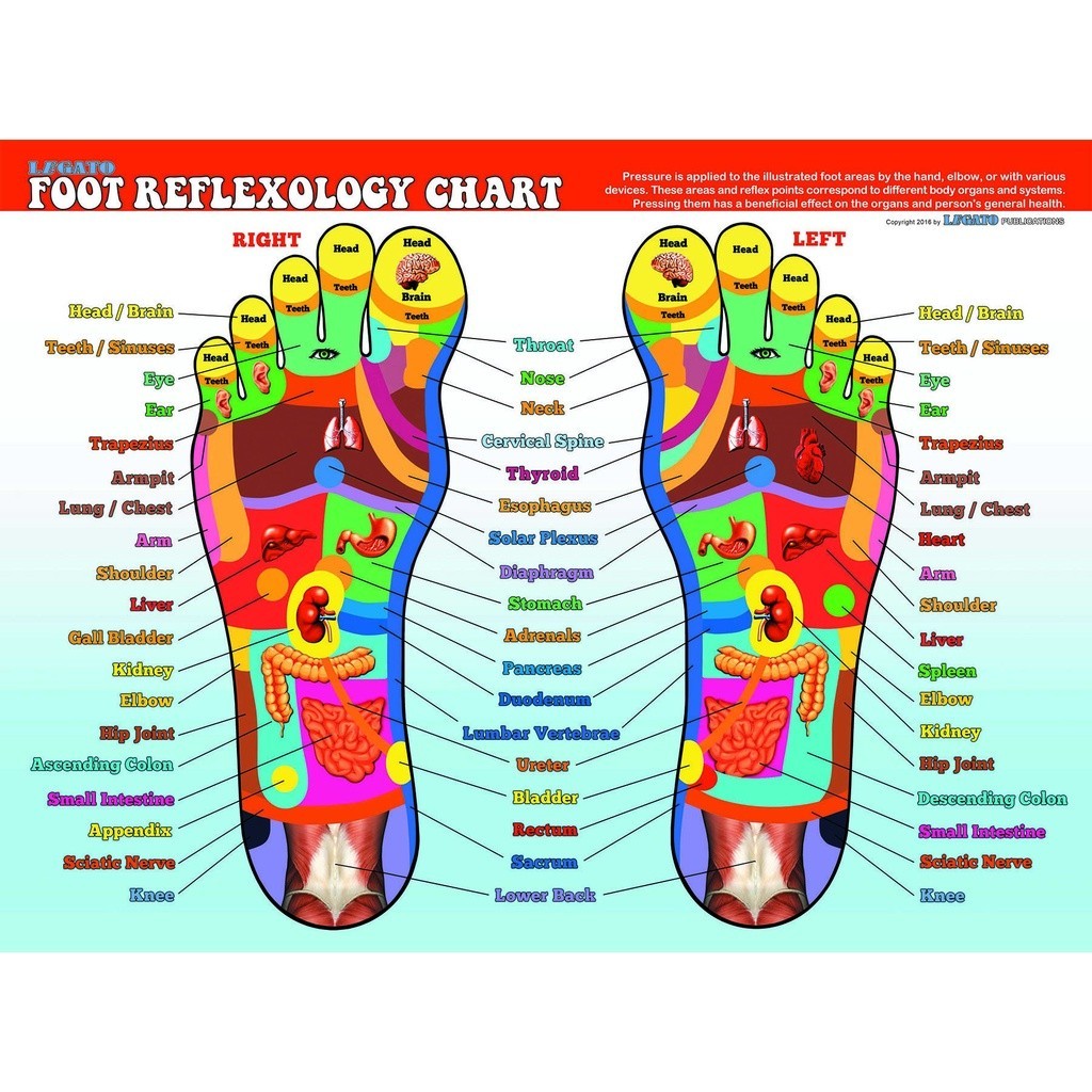 Foot Reflexology Poster Chart Big | Shopee Malaysia