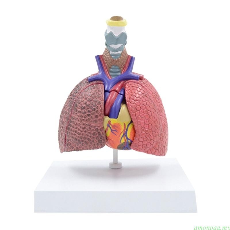 amonoqa Anatomical Lung Model Shows Detail of Respiratory System Life ...