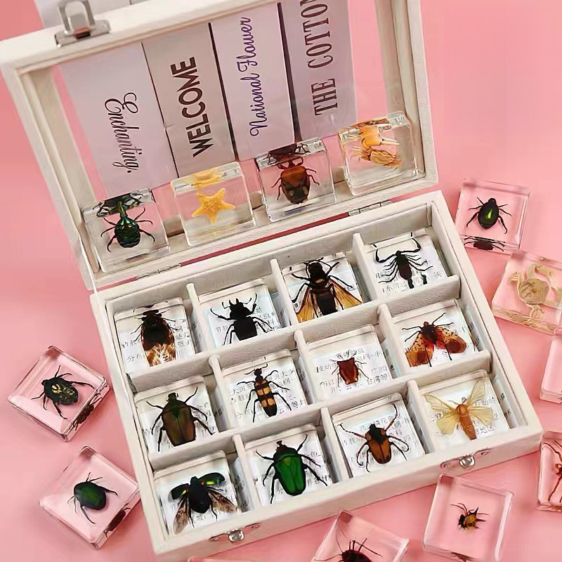 Small Animal Insect Specimens Resin Marine Amber Scorpions Spiders Ants ...