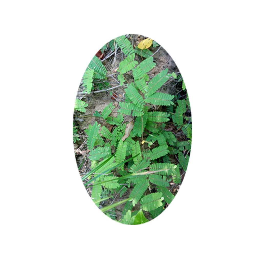 Rumput Tulang Ayam Berharga Ubat Herba Pembersih Haba Bunga Perubatan ...