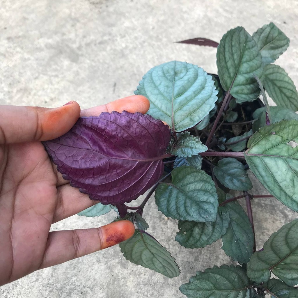 Hemigraphis Colorata Purple Waffle Plant Red Flame Ivy Pokok Hiasan ...