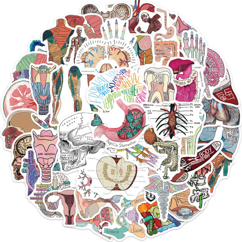 Human Anatomy Stickers for Studying, 50pcs Waterproof Medical Stickers ...