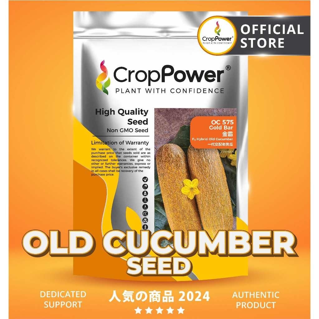 HOT ITEM🔥 (1000 SEEDS) Biji Benih Timun Tua Gold bar 金霸 OC575 CROP ...