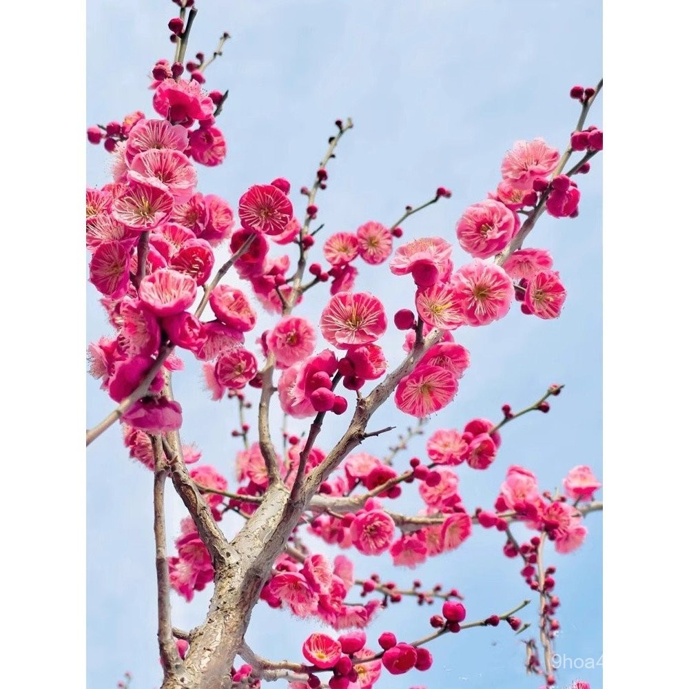 Pokok Plum Blossom Merah Tahan Sejuk Taman Tanaman Tanah Tanaman ...