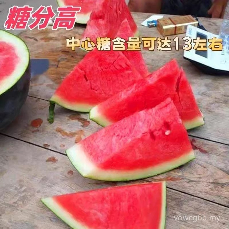 Black Skin Seedless Watermelon Seed Thin Skin Extra Large Kirin 8424 ...