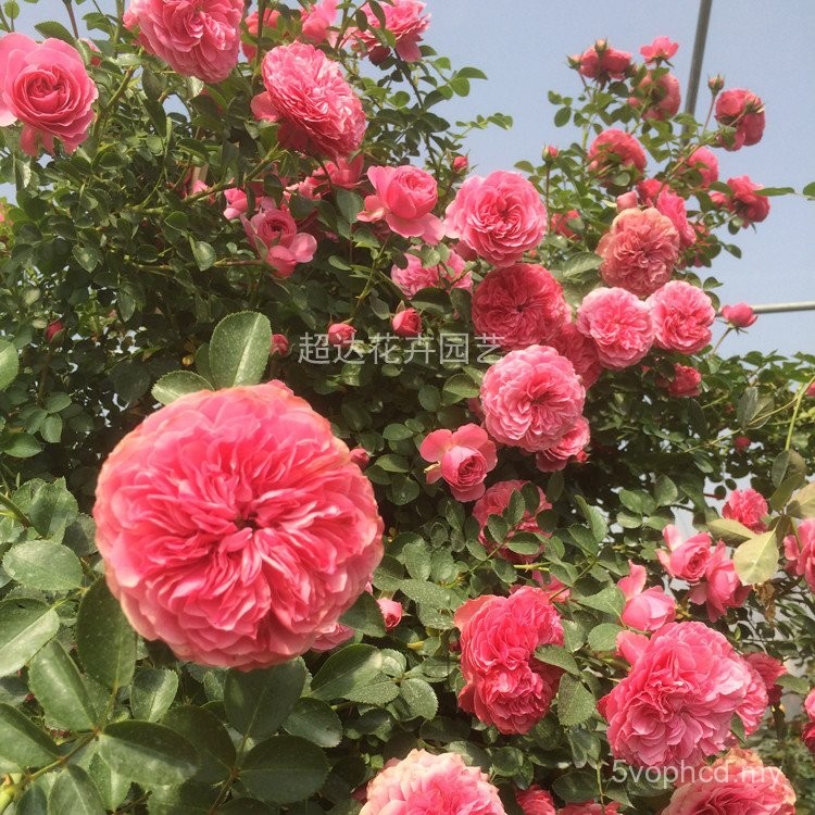 Mawar Memanjat Merah Jambu Da Vinci Mekar Berlimpah Memanjat Taman ...