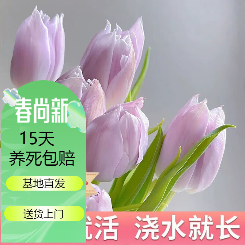 Plants that are truly alive 活着的植物Huilian Tulip Seed Pellet Potted ...